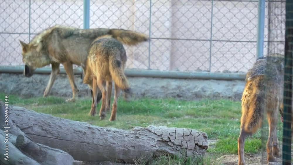 Family pack of red wolves. Large Red Wolf (Canis rufus). The red wolf ...