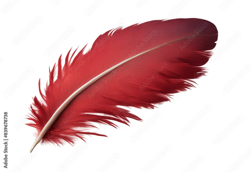 Red feather isolated on transparent background cutout Stock Photo ...