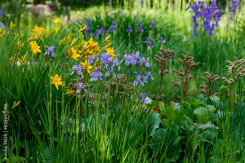 Siberian iris in spring garden. Group of blooming Siberian irises (iris ...