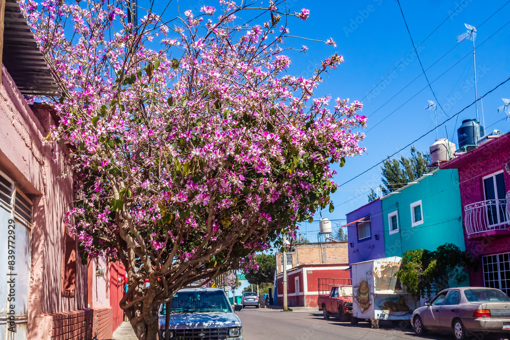 Monte Escobedo, Zacatecas, Mexico March 21 2024 Trees with white and ...