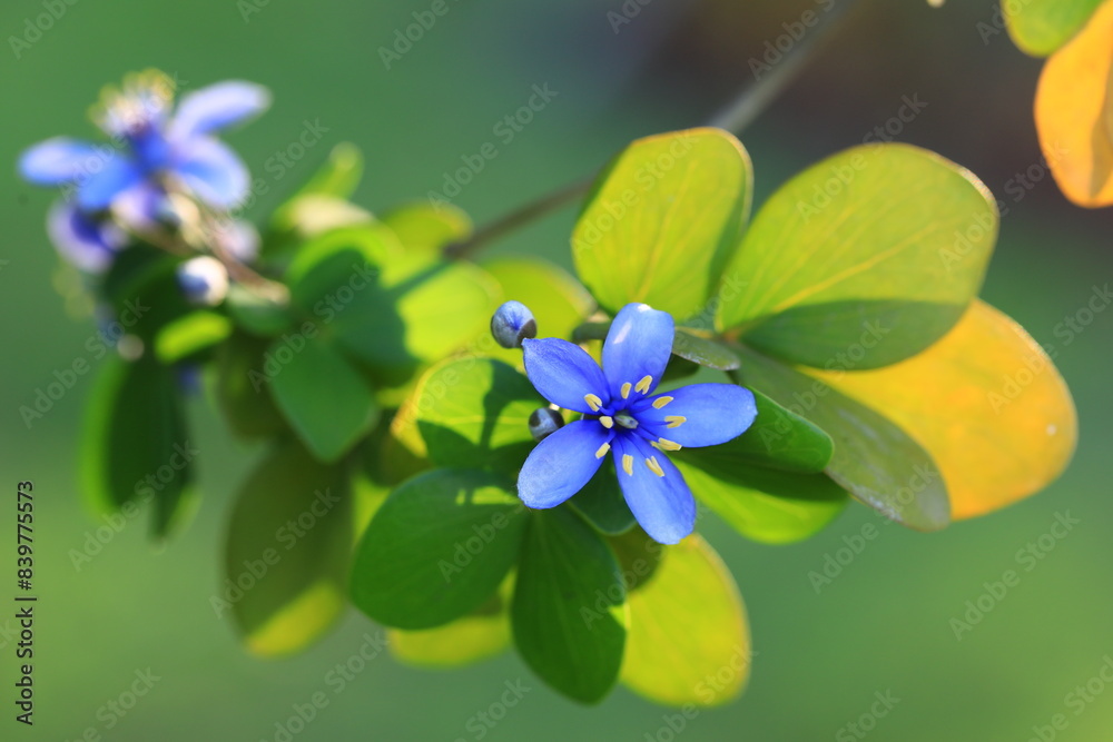 Lignum-vitae(Guaiacum officinale) ,blue and purple flowers with five ...