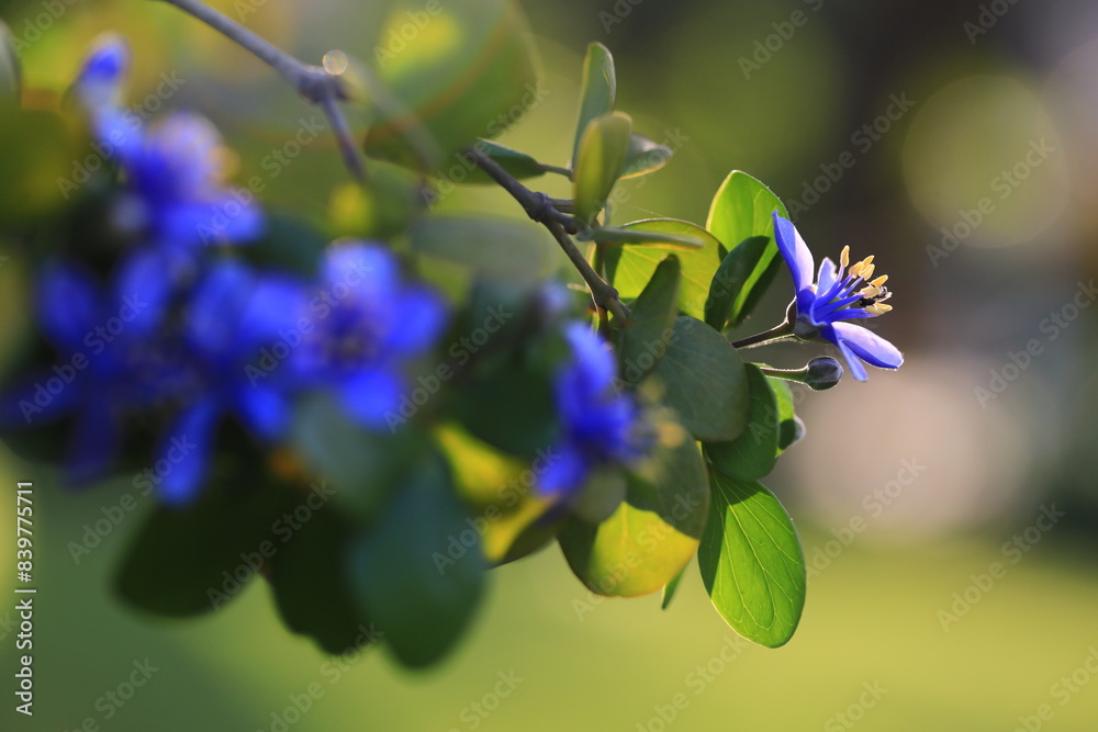 Lignum-vitae(Guaiacum officinale) ,blue and purple flowers with five ...