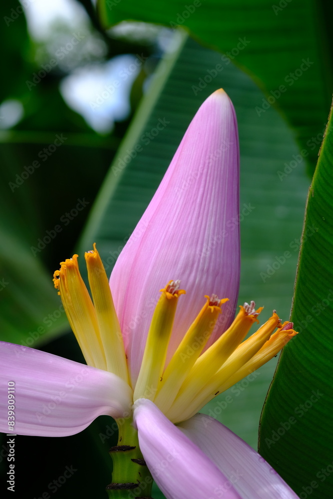 Foto de Musa ornata, the flowering banana, is one of more than 50 ...
