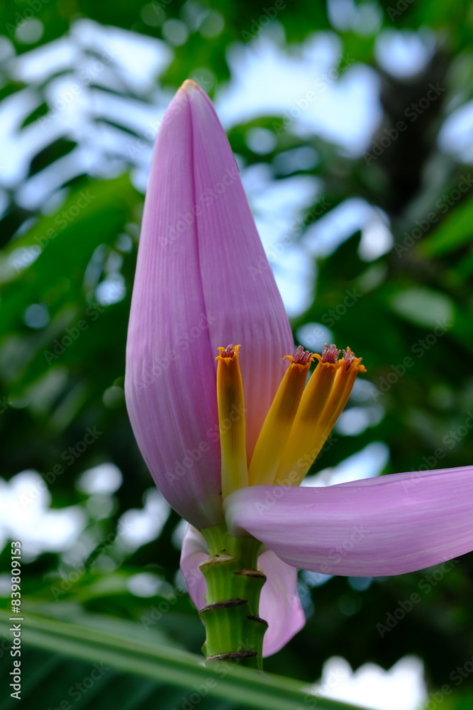 Foto de Musa ornata, the flowering banana, is one of more than 50 ...