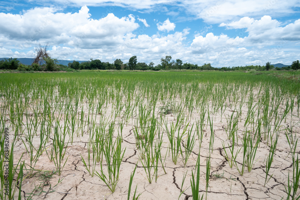 Cracked soil surface of rice field in rural Thailand. During dry ...