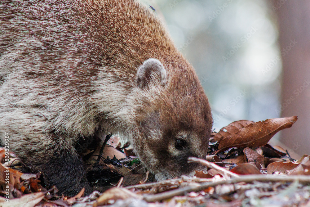 parque ecologico chipinque, monterrey, nuevo leon: El coatí de nariz ...