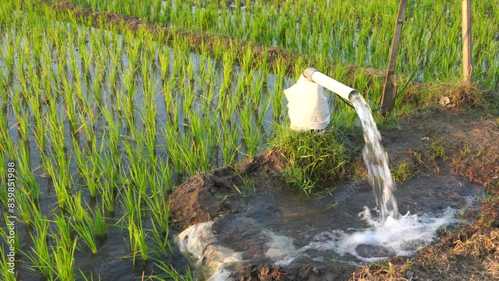 Irrigation of rice fields using pump wells with the technique of ...