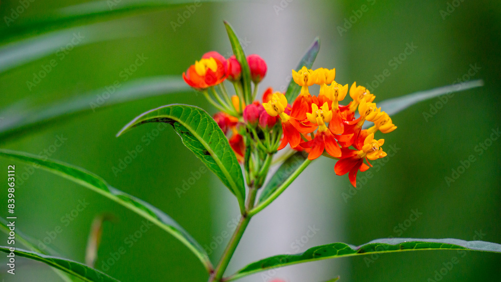 Asclepias curassavica (tropical milkweed, bloodflower or blood flower ...