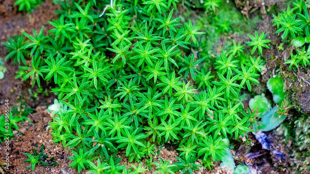Timmia megapolitana (Indian feather moss, warrior moss). Many species ...