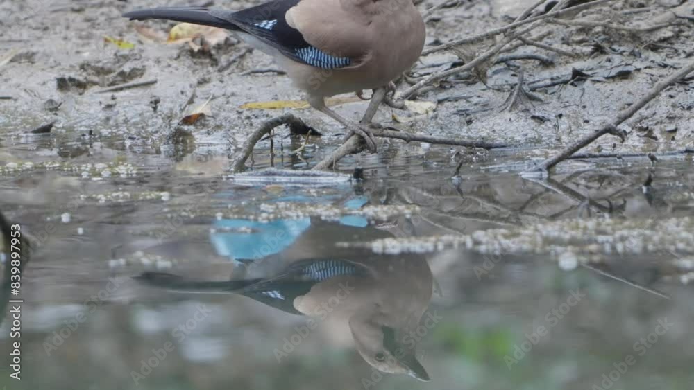 Rare Birds of Nepal. Fulchoki and Godawori Lalitpur Kathmandu. Stock ...