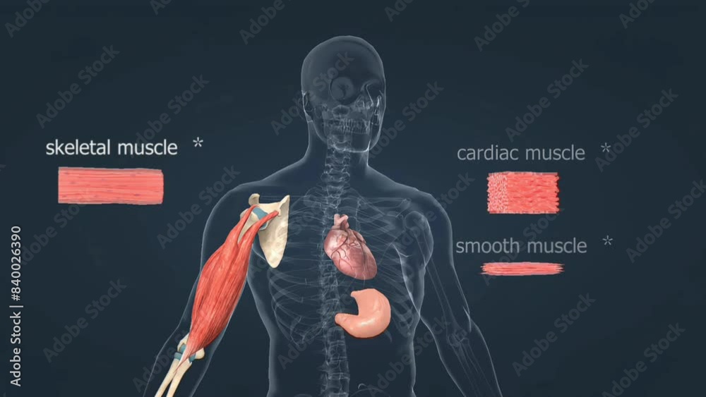 Types and location of muscle tissues Stock Video | Adobe Stock
