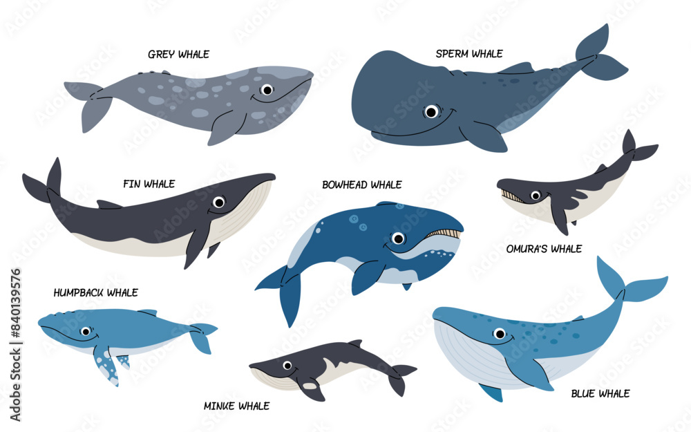 Vector cartoon set of illustrations with different types of whales on a ...