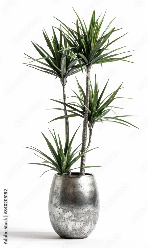 The Dracaena tree is known for its long, sword-shaped leaves. Stock ...