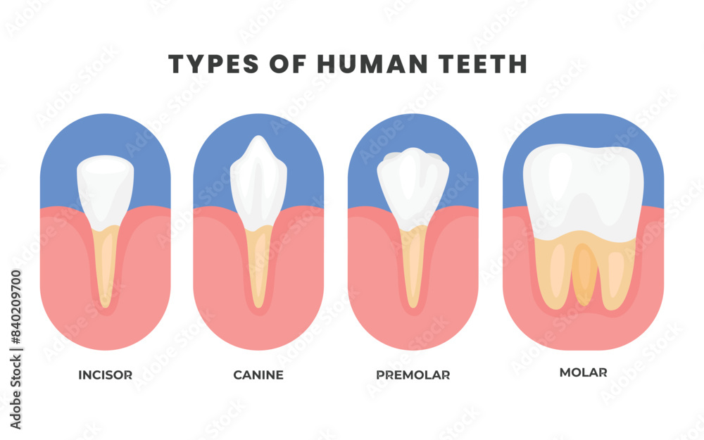 Different types of Teeth types poster, Various healthy human tooth ...