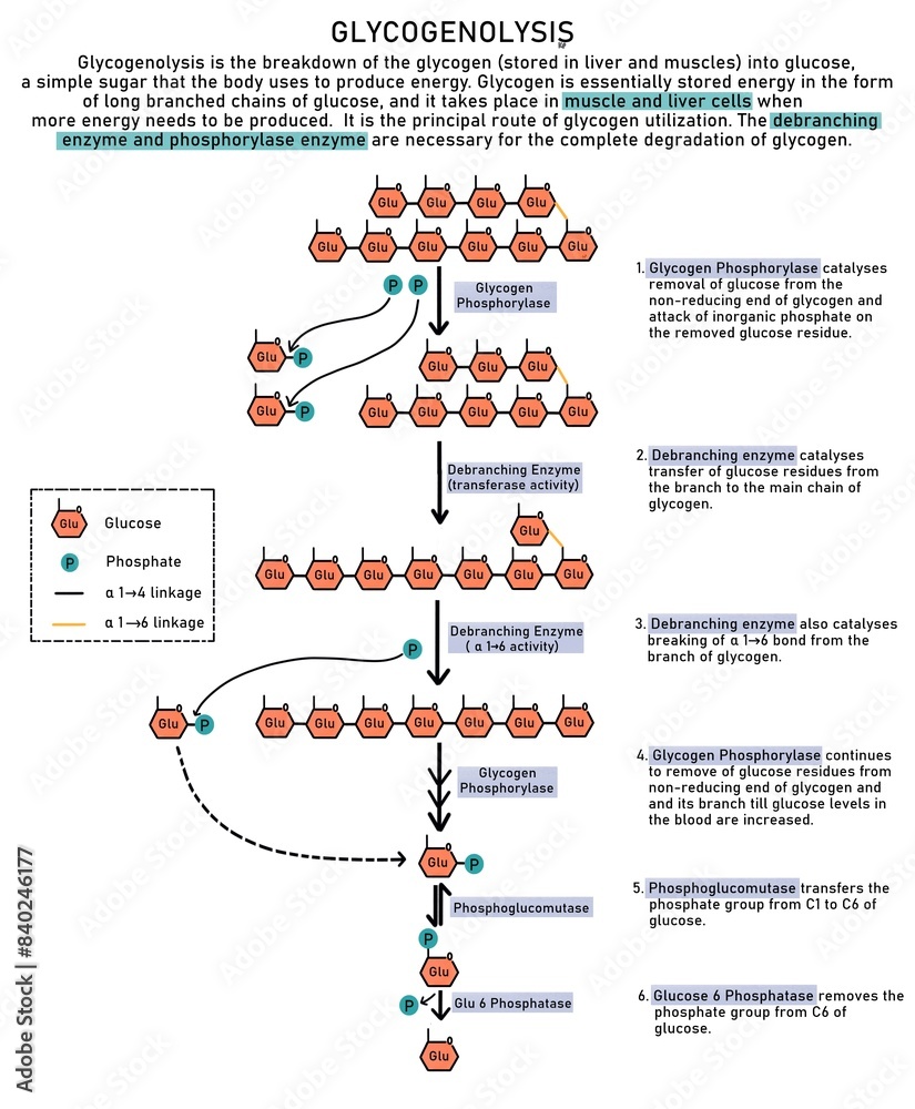 Glycogenolysis is the breakdown of the glycogen (stored in liver and ...
