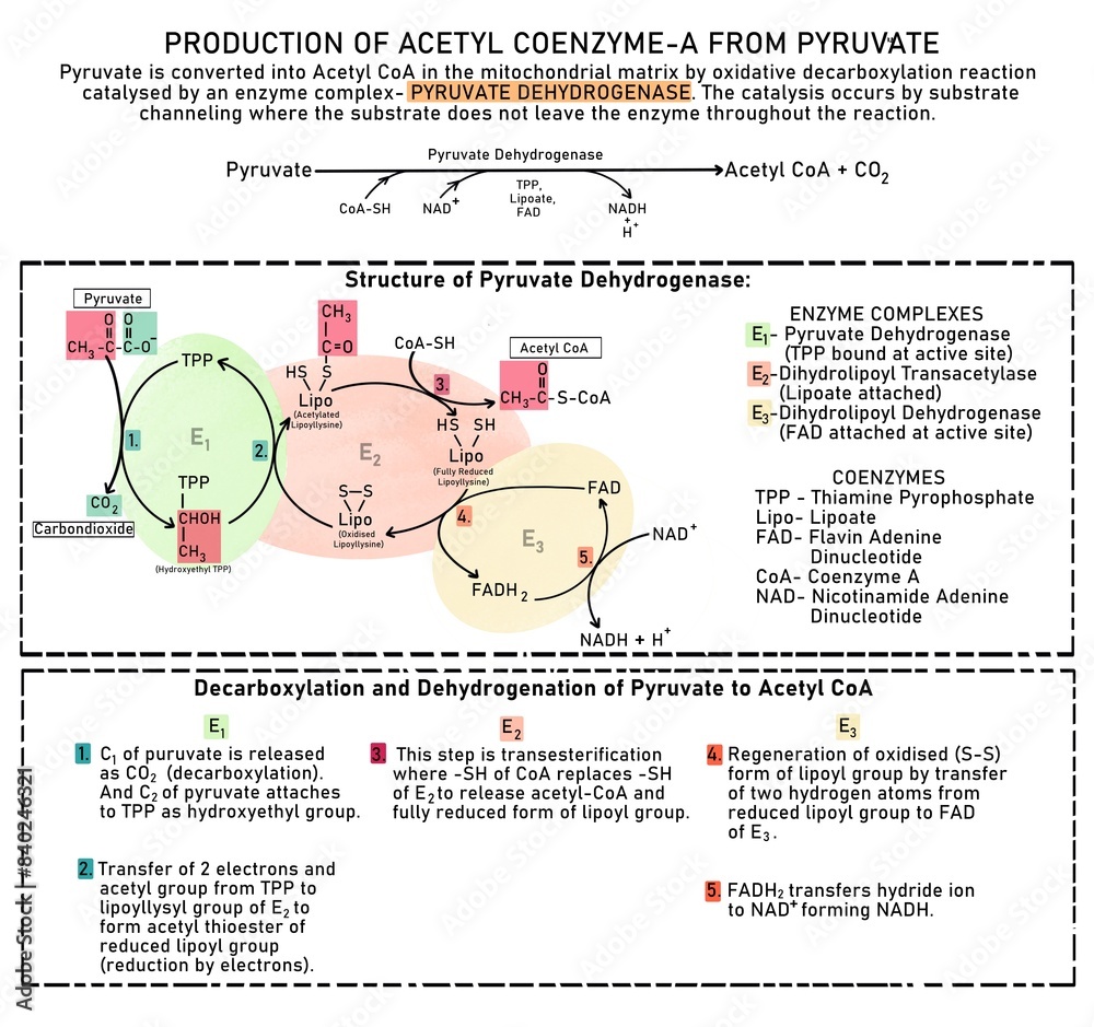 Photo & Art Print Pyruvate is converted into Acetyl CoA in the ...