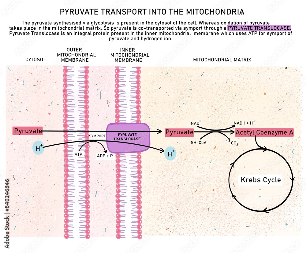 The pyruvate synthesised via glycolysis is present in the cytosol of ...