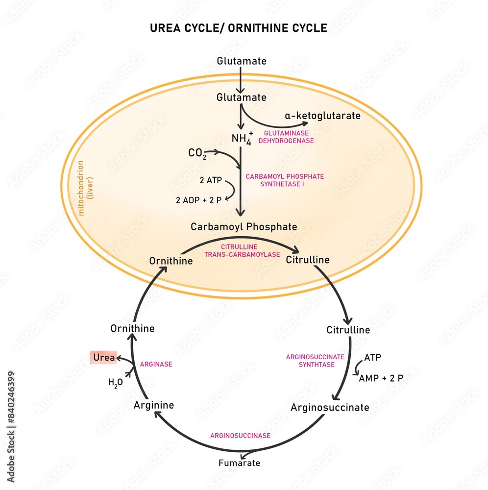 The urea cycle, also known as the ornithine cycle, is a metabolic ...