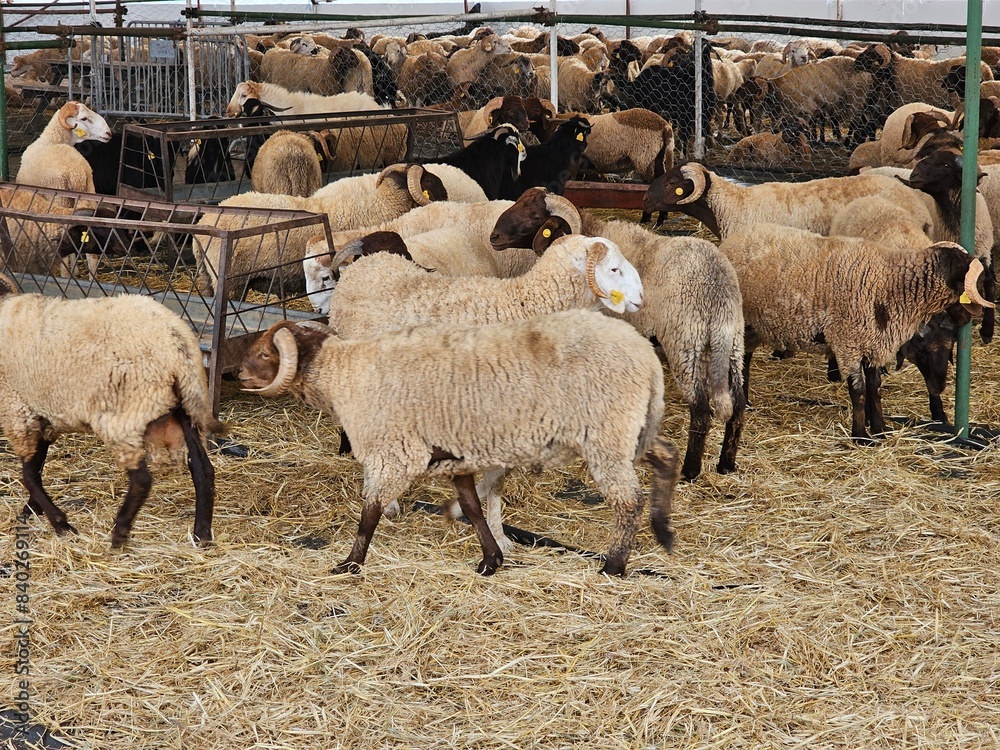 Moroccan sheep livestock for sell in a market for Eid al Adha or the ...