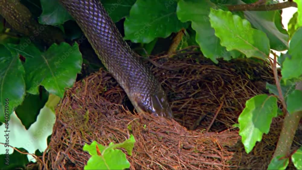 Snake Devours Egg. A snake is eating egg. Snake. Reptile. Scale ...