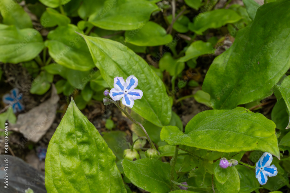 PLANTA CON FLORES. LAS FLORES SON PEQUEÑAS DE COLOR AZUL Y BLANCO ...