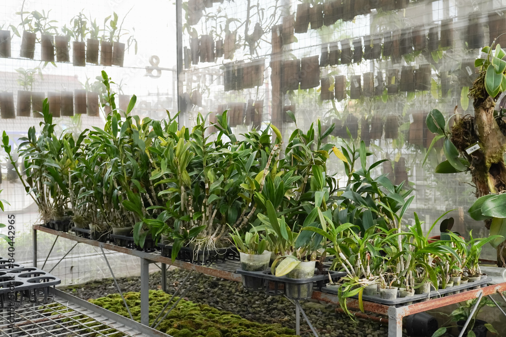 Various Orchid plants cultivated in a greenhouse. Hanging green orchids ...
