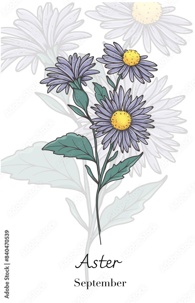 Aster Line Art. Aster flower vector Illustration. September Birth Month ...