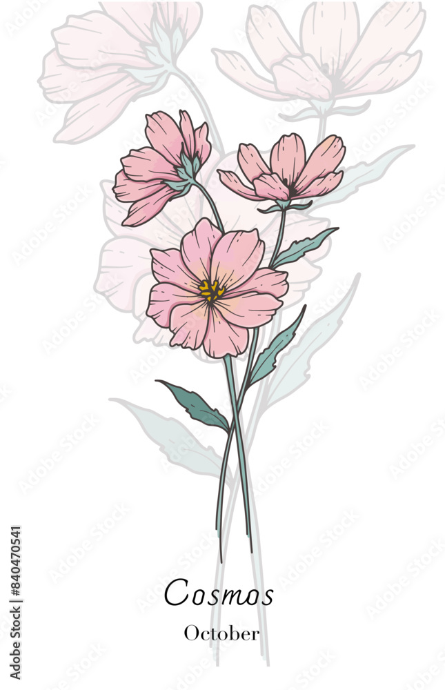 Cosmos Line Art. Cosmos flower vector Illustration. October Birth Month ...