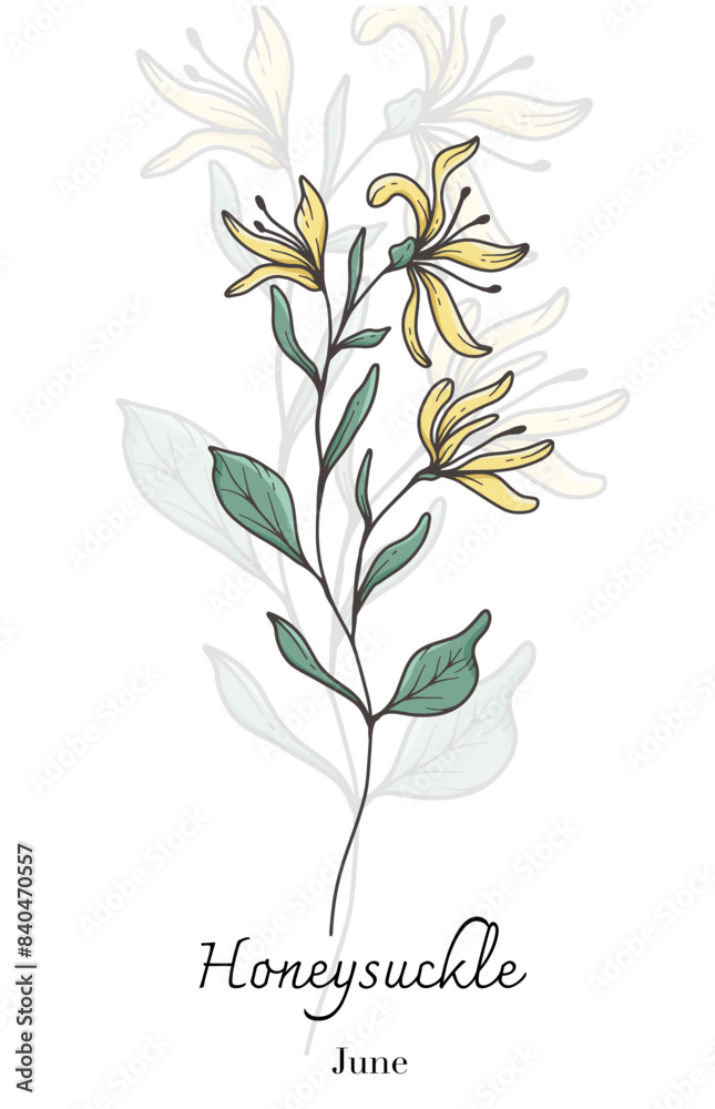 Honeysuckle Line Art. Honeysuckle flower vector Illustration. June ...