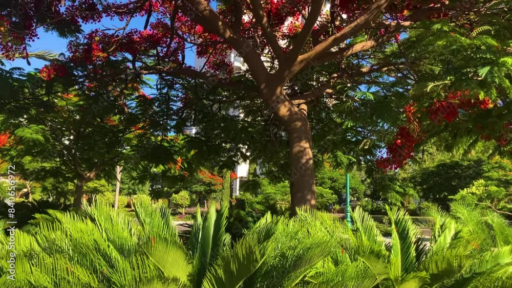 Flamboyant arvore tree. Royal gulmohar in bloom. Delonix regia flower ...