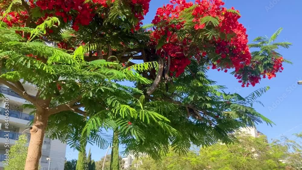 Flamboyant arvore tree. Royal gulmohar in bloom. Delonix regia flower ...