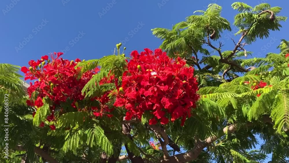Flamboyant arvore tree. Royal gulmohar in bloom. Delonix regia flower ...