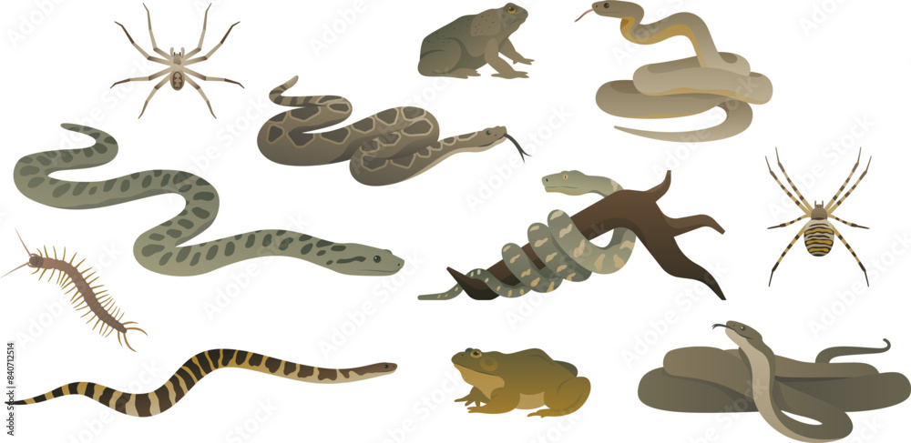 Snakes, frogs and spiders isolated. Reptiles set. Terrarium vector ...