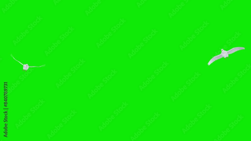 Two Romantic Doves - 2 White Pigeon Birds - Flying Around Loop - Green ...
