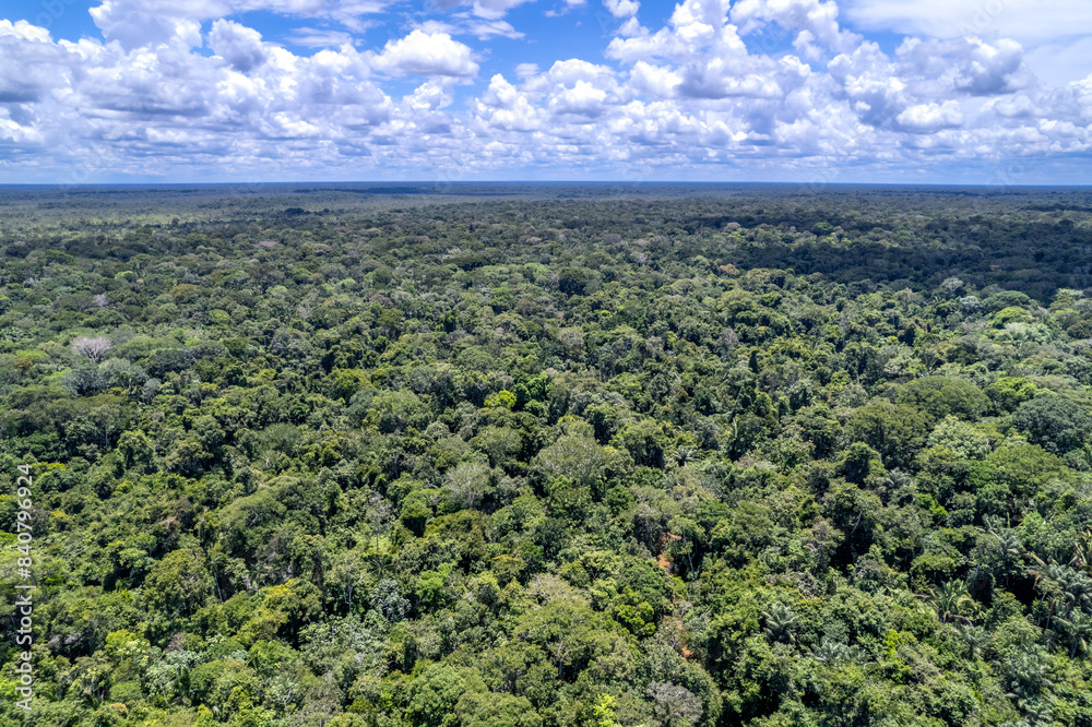 Beautiful aerial view of Amazon rainforest trees in the largest ...