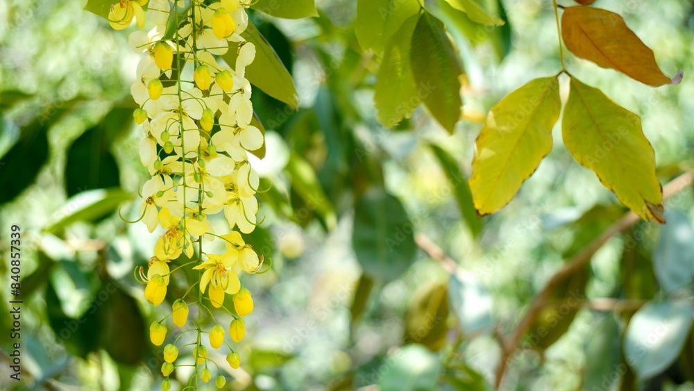 Flower of Cassia fistula, also known as golden shower, purging cassia ...