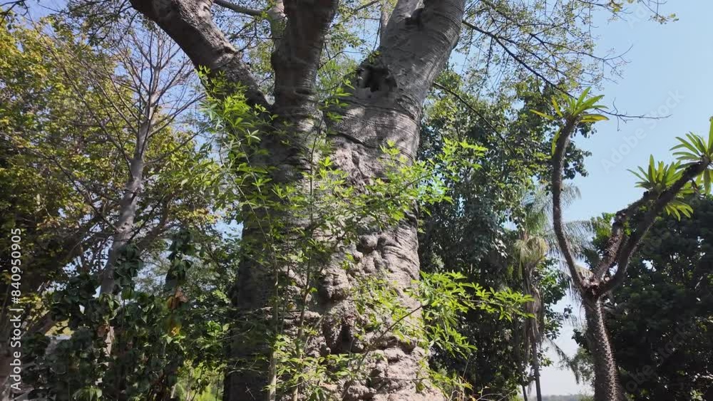 Baobab Tree At Chobe National Park In Kasane Botswana. African Animals ...
