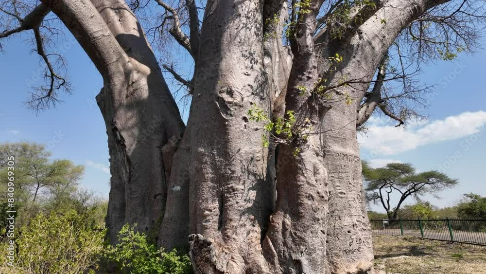 Scenic Baobab At Victoria Falls In Matabeleland North Zimbabwe. Baobab ...