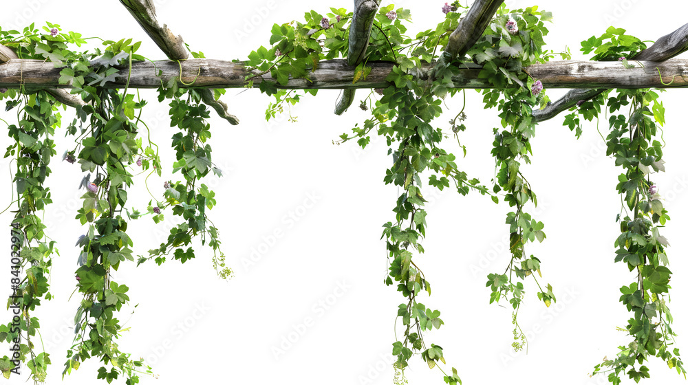Flowering Vines on Rustic Trellises with Structured Greenery - Isolated ...