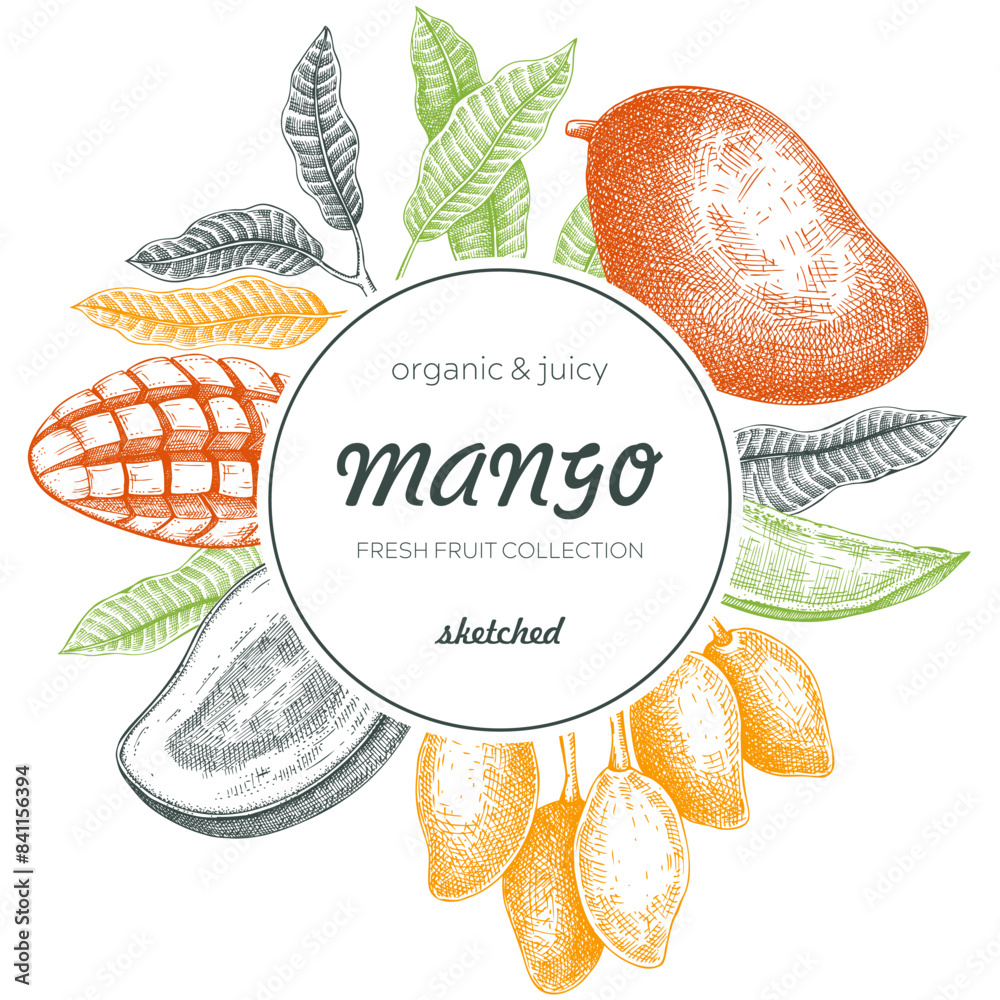 Tropical fruit banner. Summer background. Mango sketch, hand-drawn ...