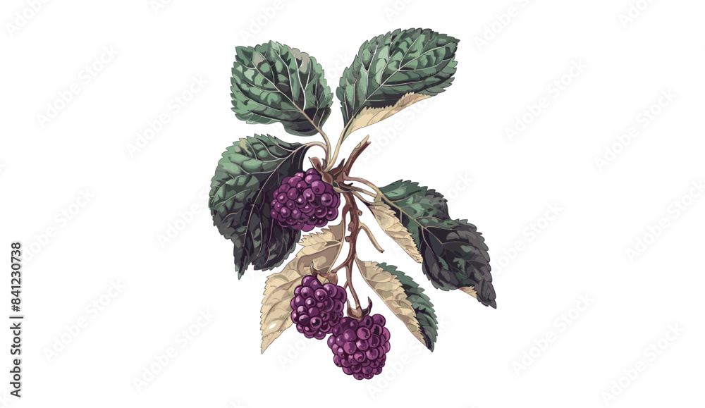 Vector illustration of old botanical mulberry isolated on transparent ...