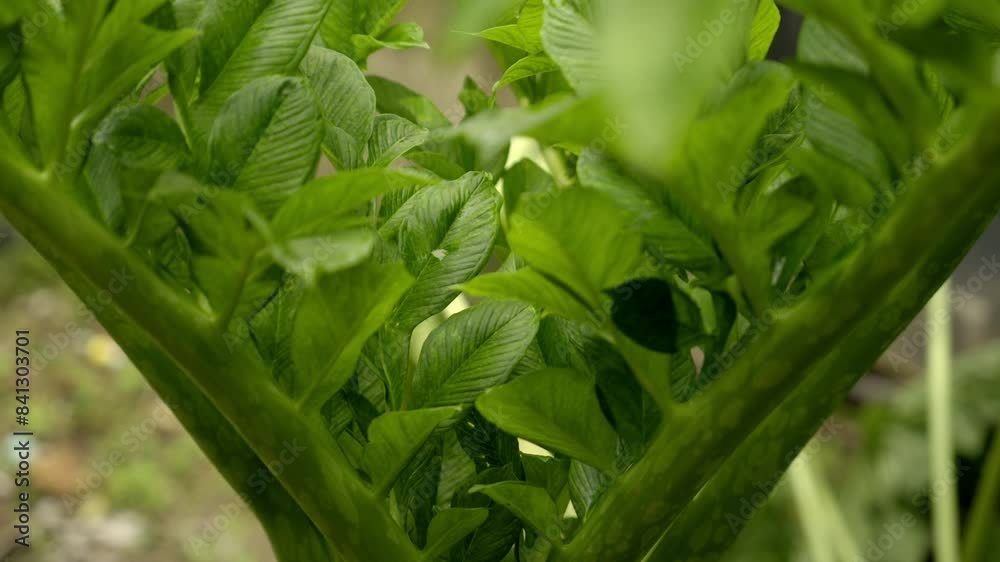 Close up view of Elephant foot yam or Amorphophallus trees is a popular ...