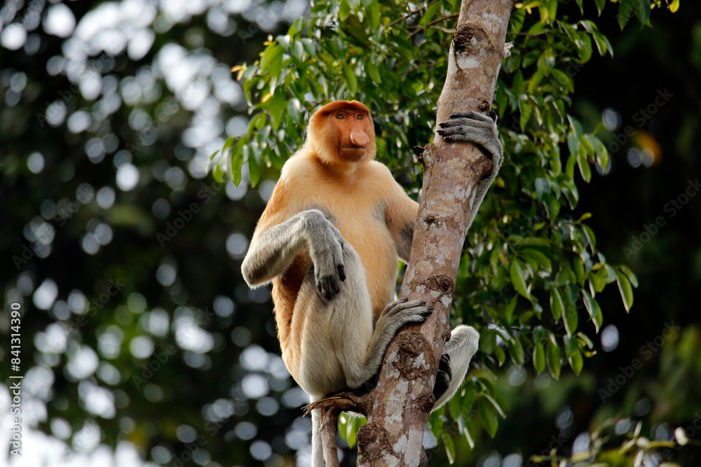 Proboscis Monkey (Nasalis larvatus, aka Long-nosed Monkey) in a Tree ...