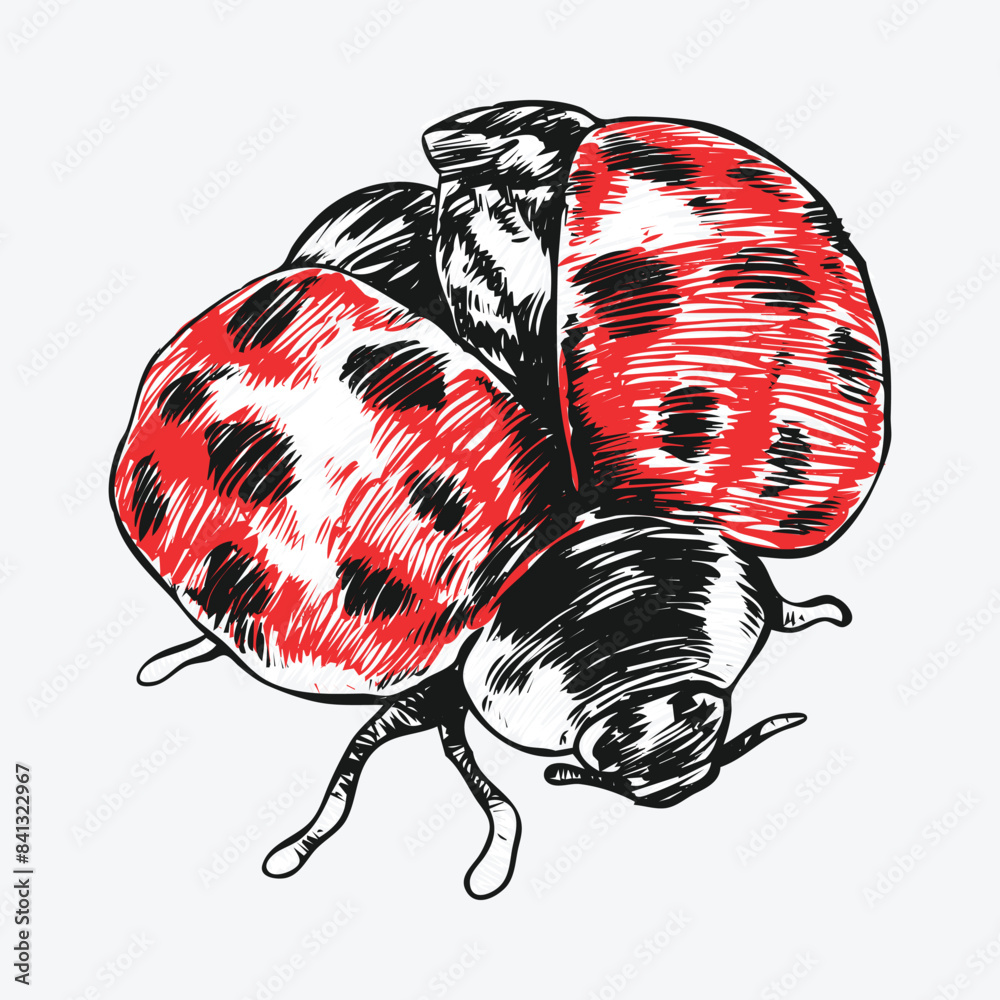 Ladybug hand drawing. Isolated on white background. Vector illustration ...