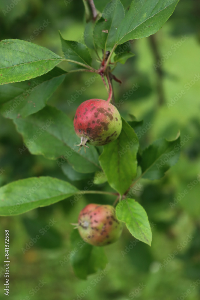 Apple scab caused by Venturia inaequalis on green and red Gala apple on ...