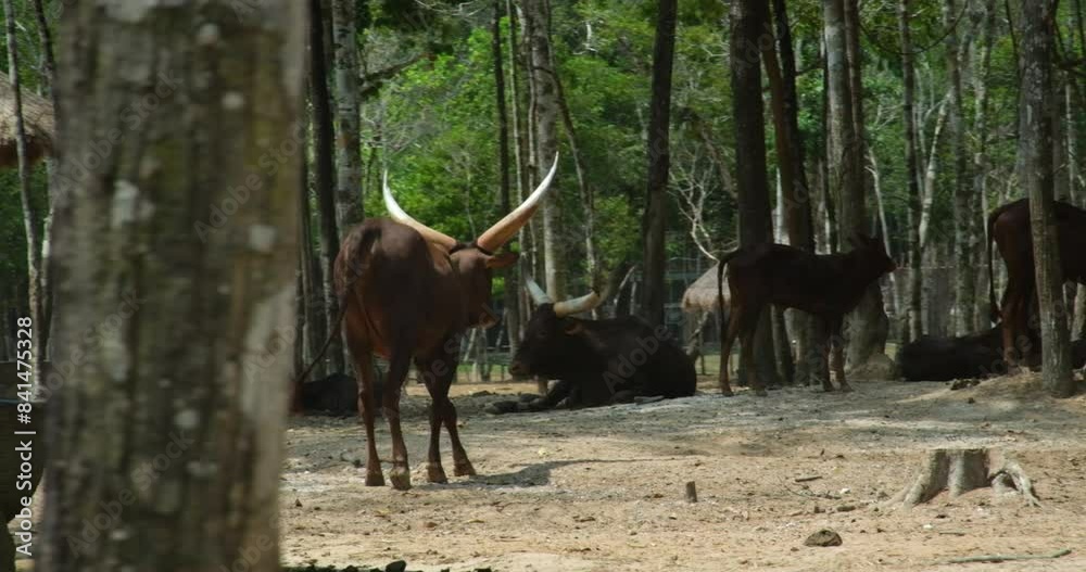 The Ankole cows of Uganda with very big white horns. Watussi cow Ankole ...