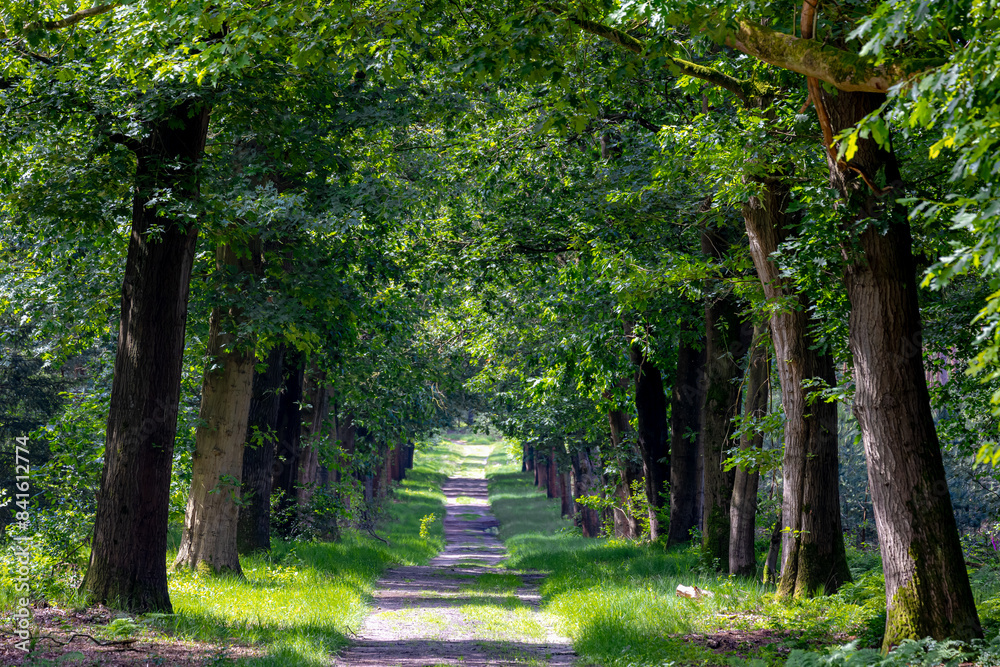 Park and outdoor concept, Spring landscape with pathway into through ...