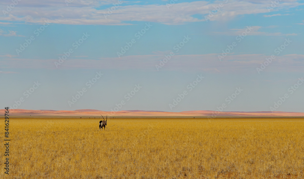The gemsbok (Oryx gazella), or South African oryx, is a large antelope ...