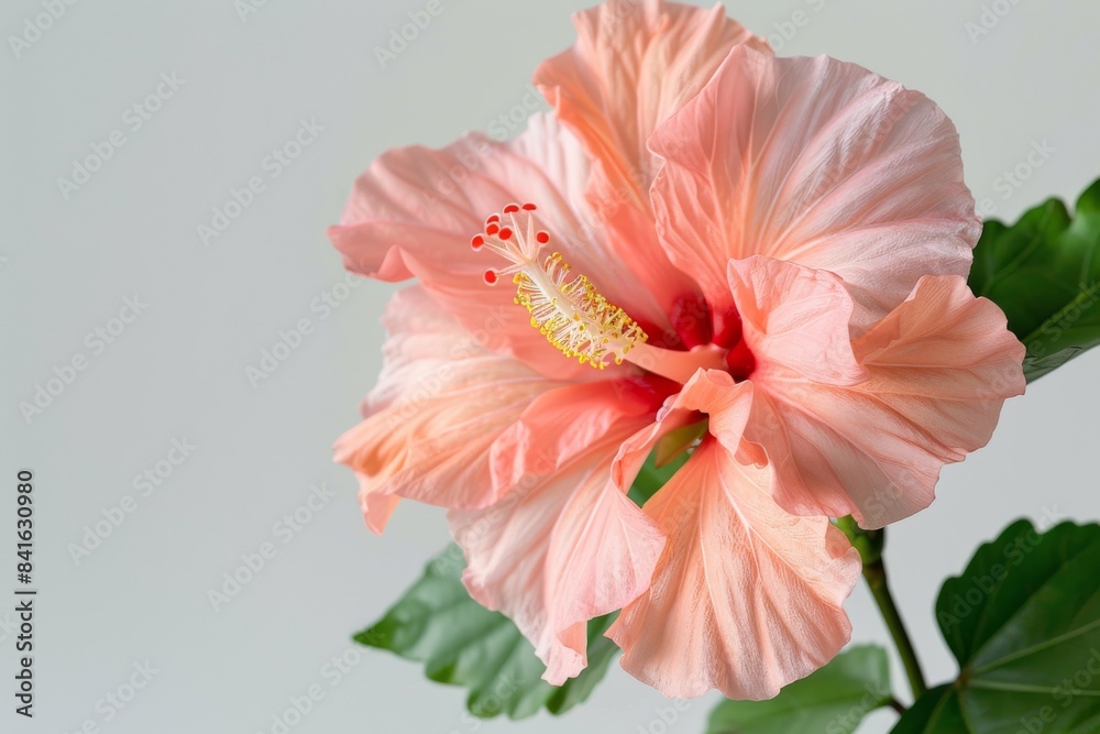 Flower Photography, Hibiscus rosa-sinensis Double Peach, full view ...