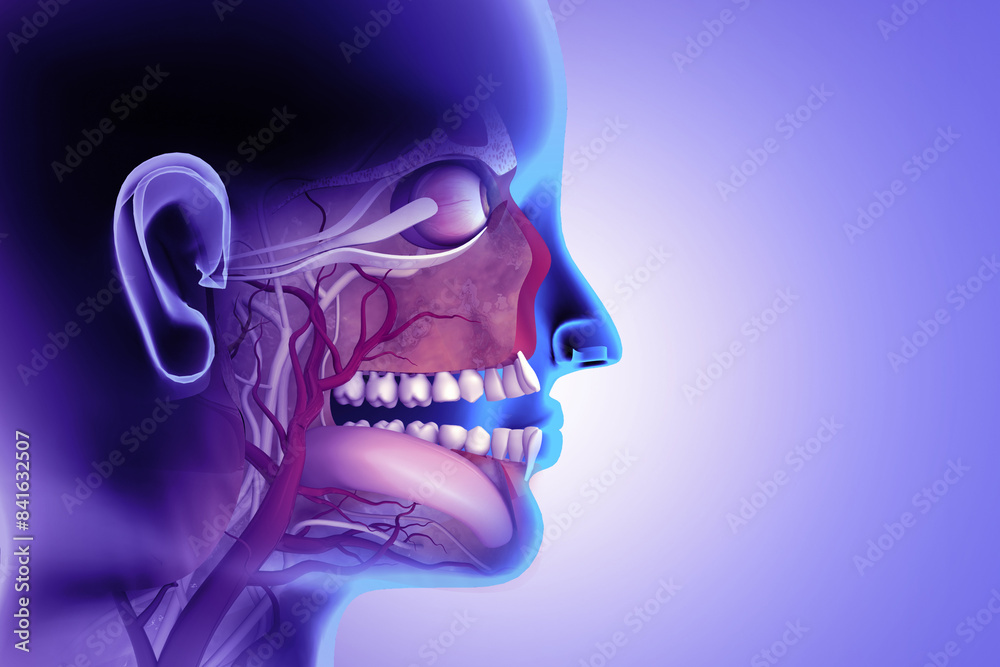 Anatomy of Maxilla and Mandible on scientific background.3d ...